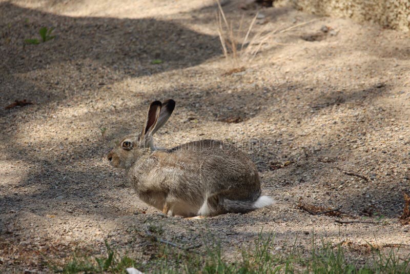 Camouflaged wild Rabbit stock image. Image of wild, rabbit - 95842307