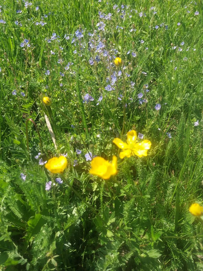 Camp de primavara stock photo. Image of field, grass - 183771784