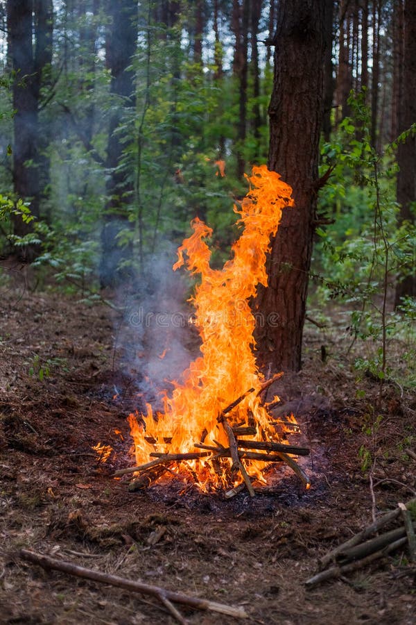 Camp-fire in the forest stock image. Image of camp, green - 217085847