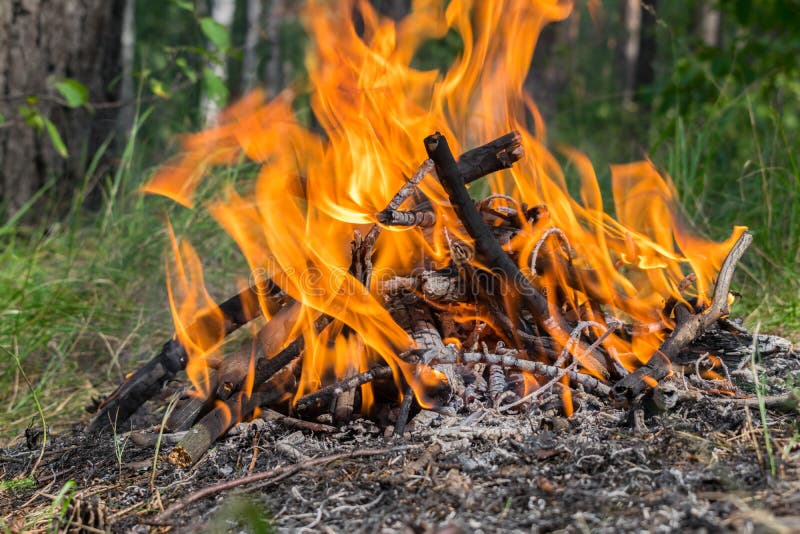 Camp fire in the forest stock photo. Image of adventure - 101938298