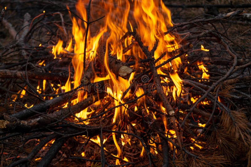 Camp Fire in the Night Forest. Burning Stock Photo - Image of nature ...