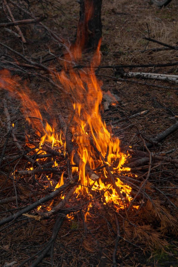 Camp Fire in the Night Forest. Burning Stock Image - Image of nature ...