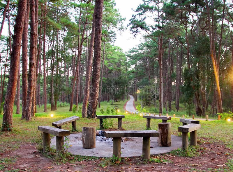 Camp Fire in Park. Wooden Bench Around Camp Fire Area in Pine Forest ...