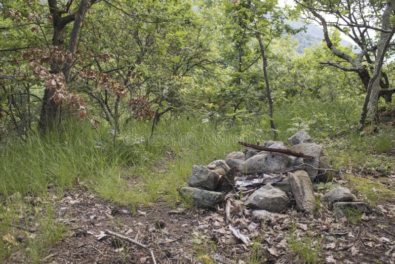Camp Fire in the Wood with Many Trees Stock Photo - Image of picnic ...