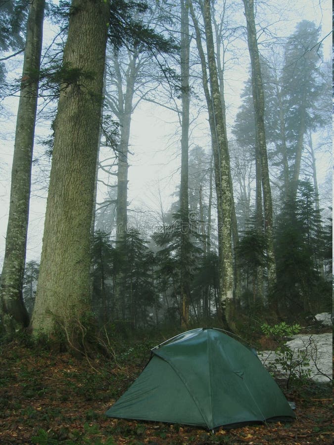Camp On The Forests Picture. Image: 771971