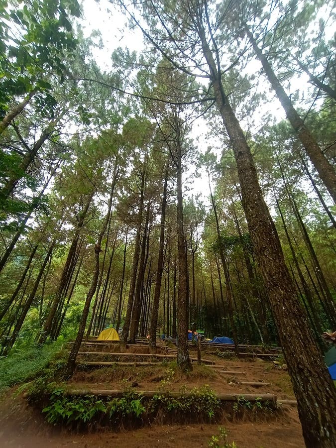 Camp in the Middle of the Woods Stock Image - Image of mountain ...