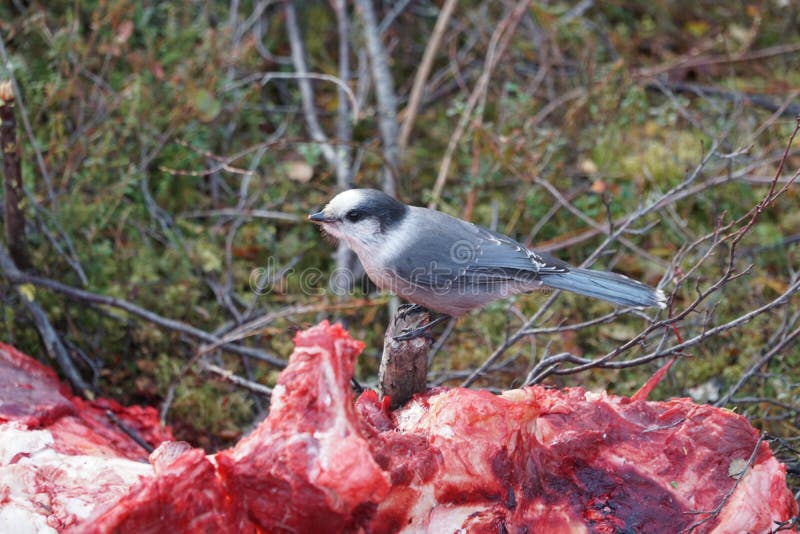 Camp Robber on meat stock image. Image of robber, grocery - 109042381