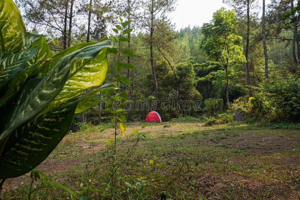 Camp Site in the Forest, Camp Ground at Bedengan, East Java, Indonesia ...