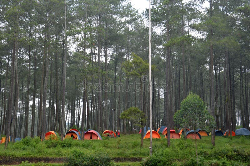 Camp in the woods stock image. Image of daylight, natural - 52085819