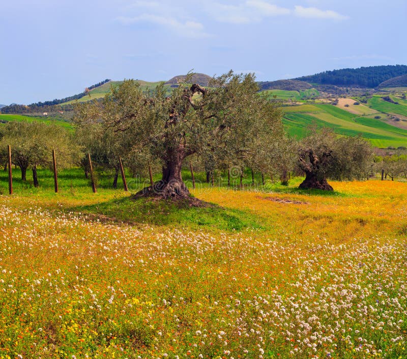 immagini di riserva di Campagna Siciliana - la sovranità di download ...