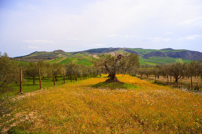 immagini di riserva di Campagna Siciliana - la sovranità di download ...