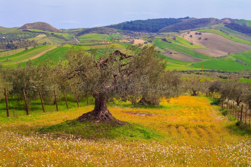 immagini di riserva di Campagna Siciliana - la sovranità di download ...