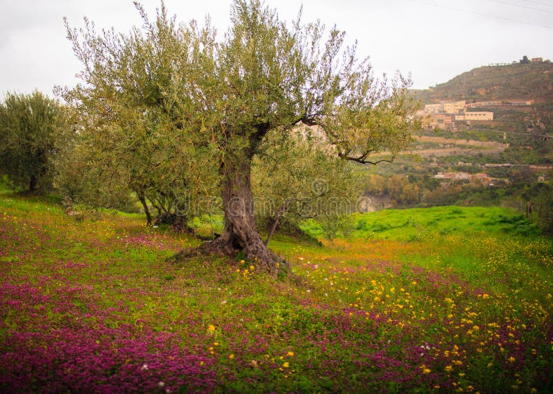 immagini di riserva di Campagna Siciliana - la sovranità di download ...