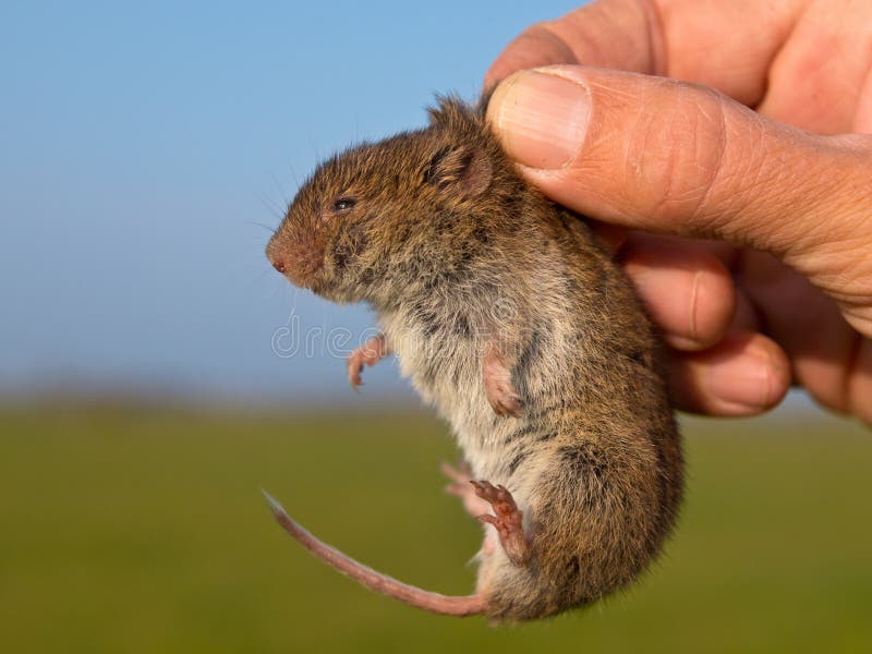 2,228 Photos de Campagnol - Photos de stock gratuites et libres de ...