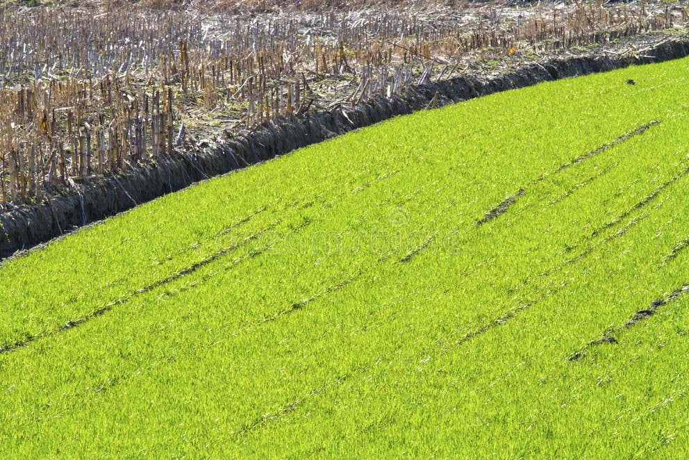 Campaign stock photo. Image of farmland, natural, road - 13529304