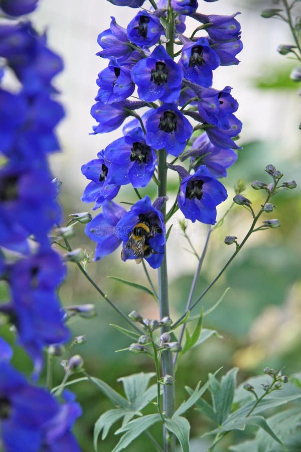 Flores azules en el bosque foto de archivo. Imagen de tulipanes - 25232596