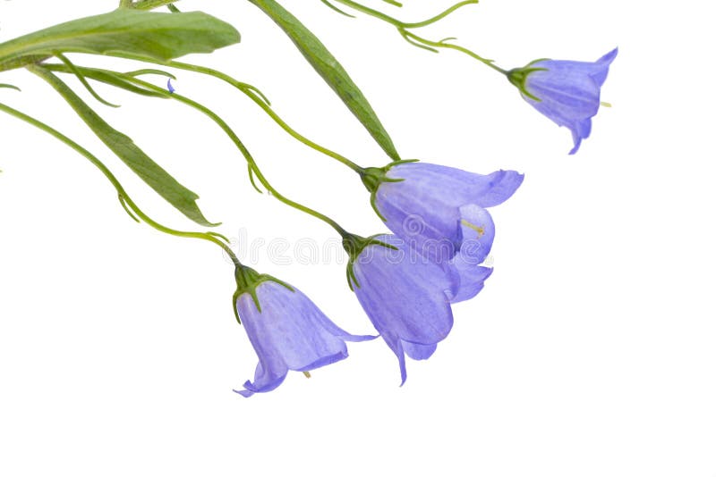 Campana azul aislada foto de archivo. Imagen de fondo - 251883180