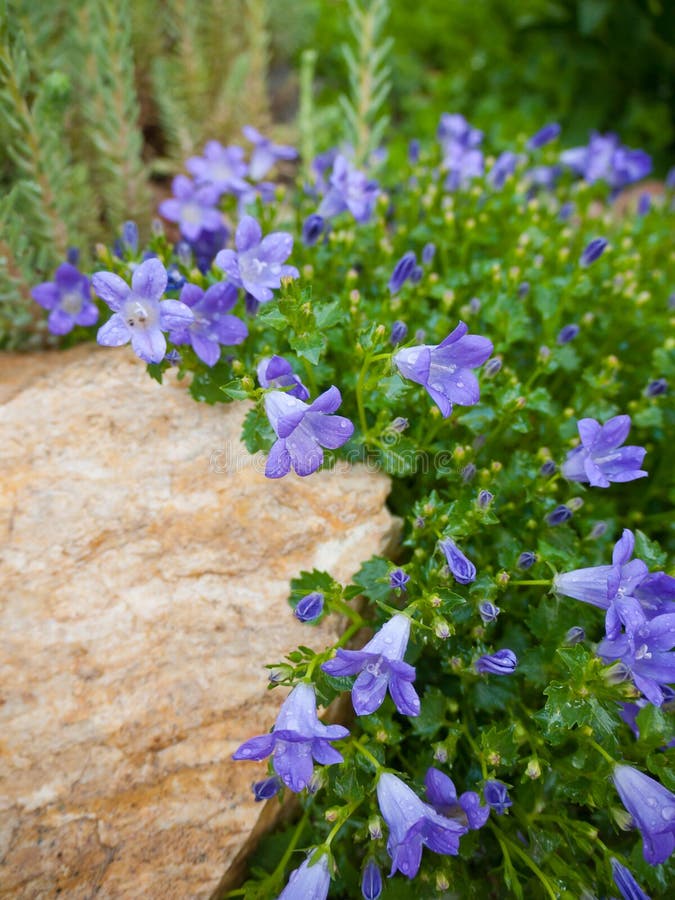 Campanula stock photo. Image of close, blossoming, grass - 25310606