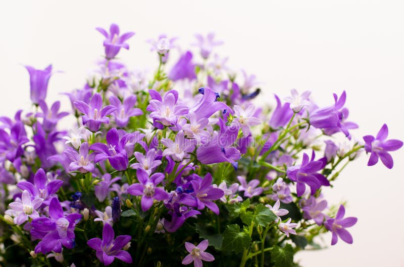 Campanula Addenda Stock Photos - Free & Royalty-Free Stock Photos from ...
