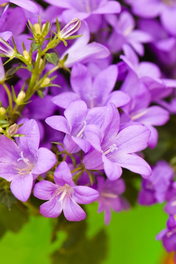Campanula blue a closeup stock photo. Image of grow, fragrant - 30445644
