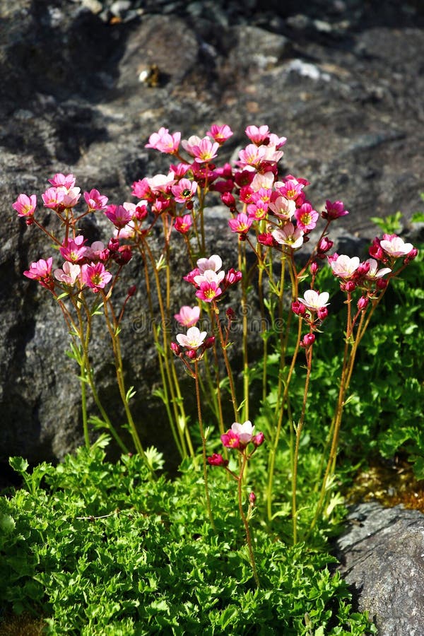 Campanula Fenestrellata in Bloom among Alpine Rocks and Green Foliage ...