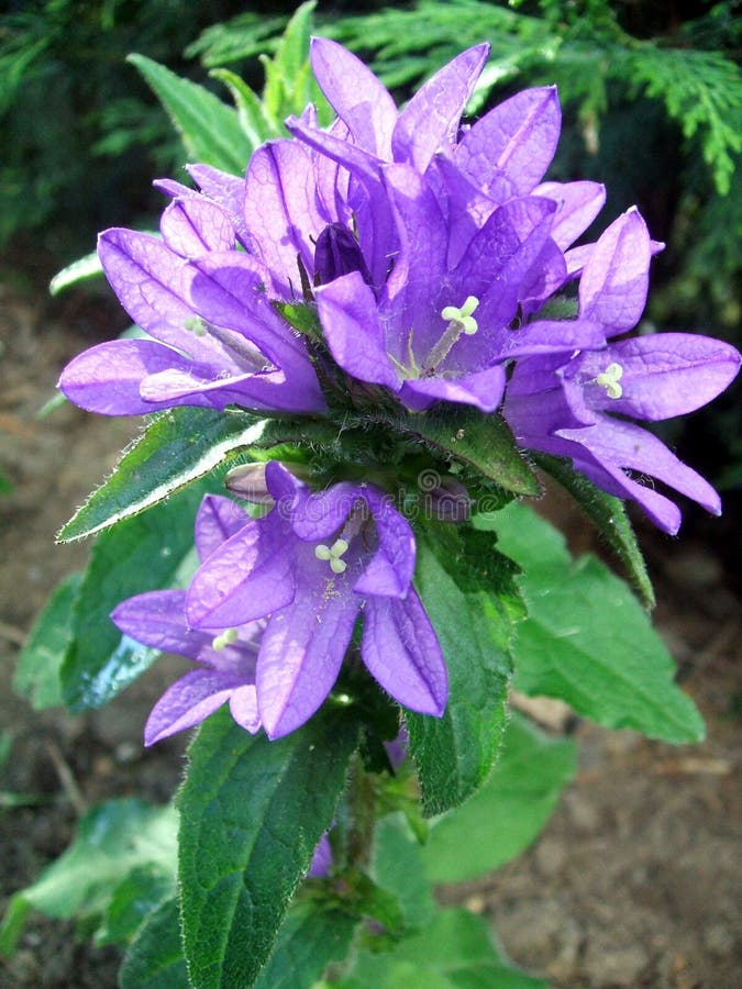 Campanula stock photo. Image of closeup, park, cultivated - 60649720