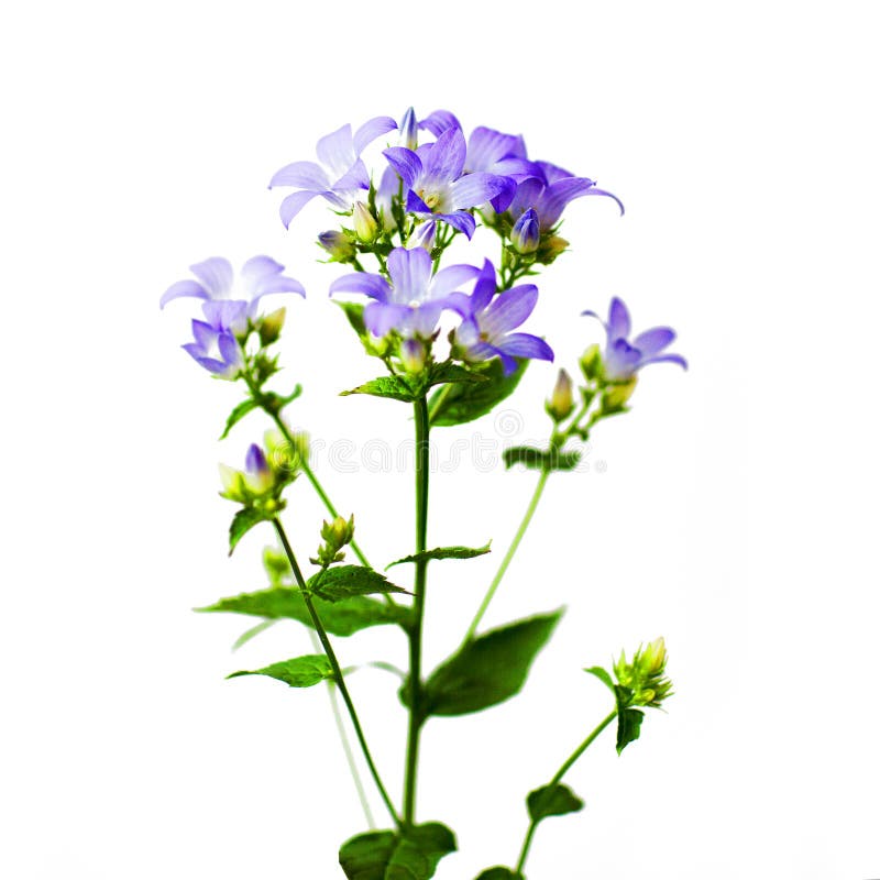 Campanula Addenda Bellflowers White Stock Photos - Free & Royalty-Free ...