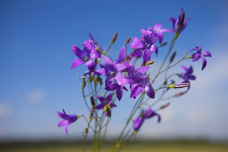 Campanula patula stock photo. Image of floral, flower - 14594074