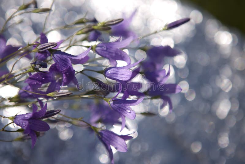 Campanula patula stock image. Image of buttercup, clear - 14603761