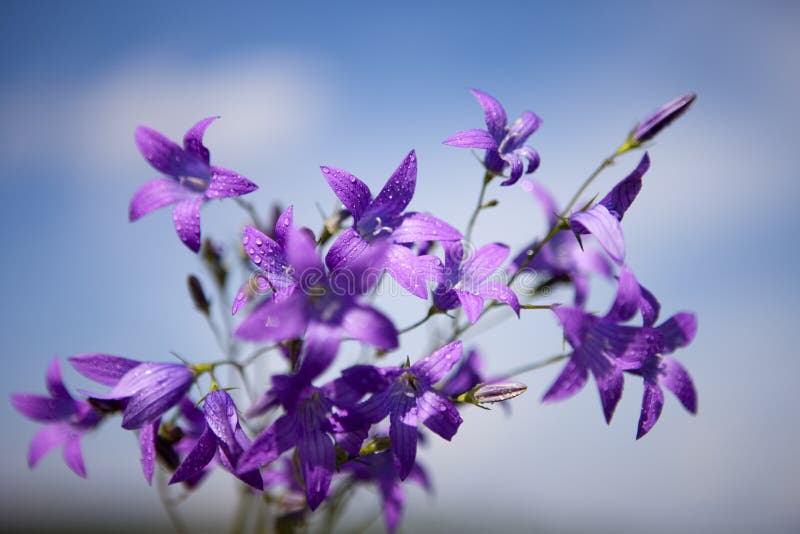 Campanula patula stock image. Image of light, beauty - 14603789