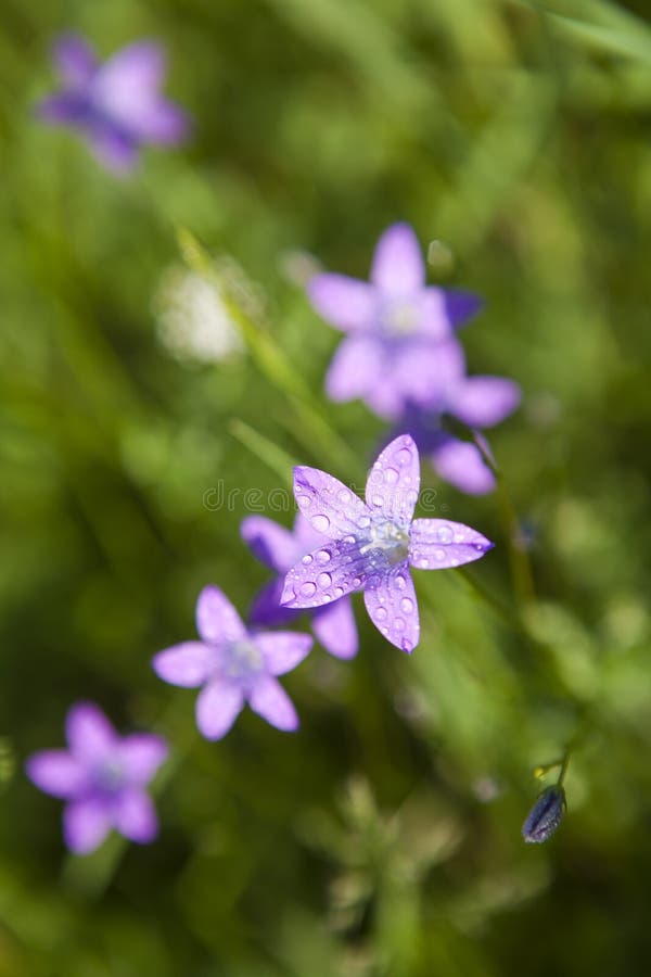 Campanula patula stock photo. Image of flower, grass - 14603842
