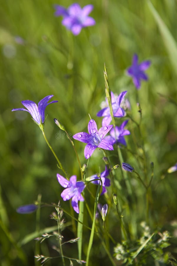 Campanula patula stock image. Image of field, buttercup - 14603865