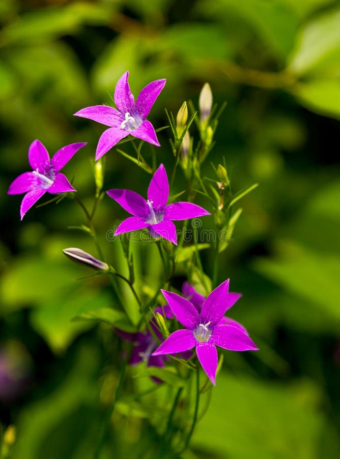 Campanula patula stock photo. Image of meadow, bright - 70094648