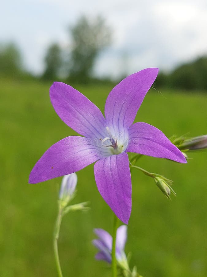Campanula patula stock photo. Image of spreading, herbaceous - 249376590