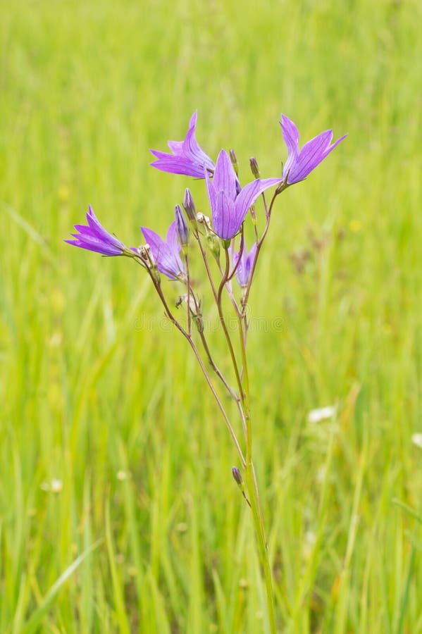 Campanula patula stock photo. Image of meadow, bright - 70094648