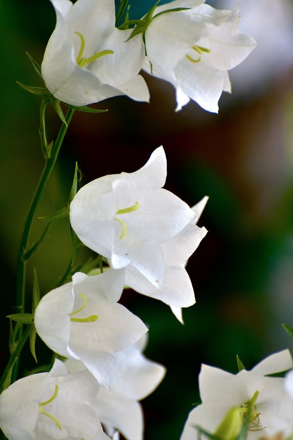 Campanula Persicifolia - White Bells in a Flower Bed Stock Photo ...