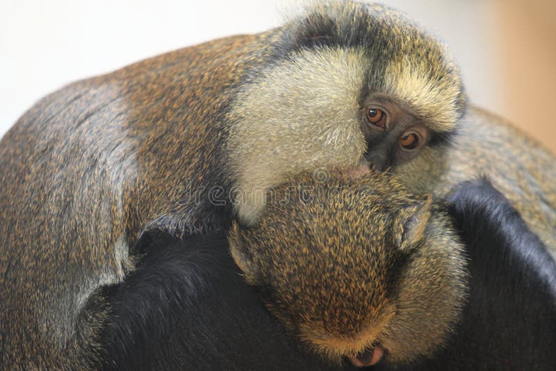 Campbell s mona monkey stock photo. Image of upper, campbelli - 28436764