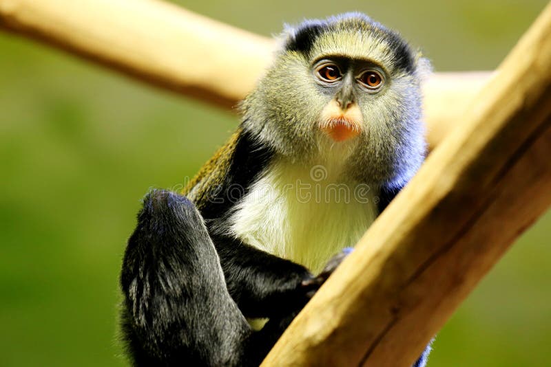 Campbell s mona monkey stock photo. Image of upper, campbelli - 28436764