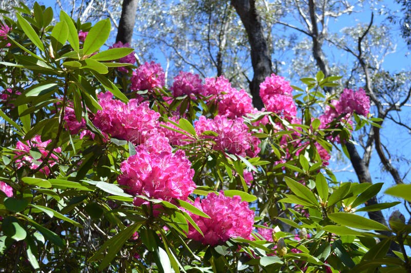 Campbell Rhododendron Garden Stock Image - Image of nature, bloom ... Campbell Rhododendron Garden Stock Image - Image of nature, bloom ...