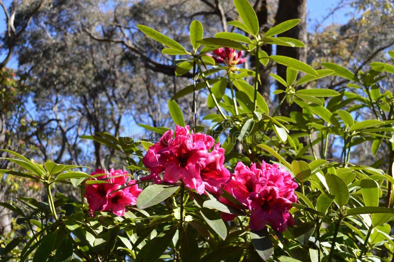 Campbell Rhododendron Garden Stock Photo - Image of display, mountains ... Campbell Rhododendron Garden Stock Photo - Image of display, mountains ...