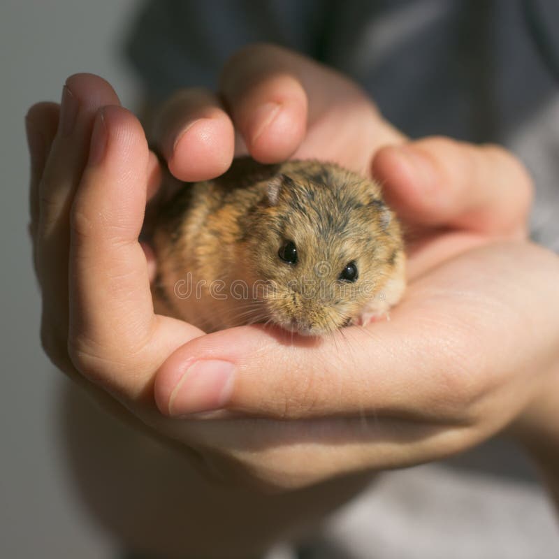 Campbell S Dwarf Hamster in Hands Stock Photo - Image of close, pets ...