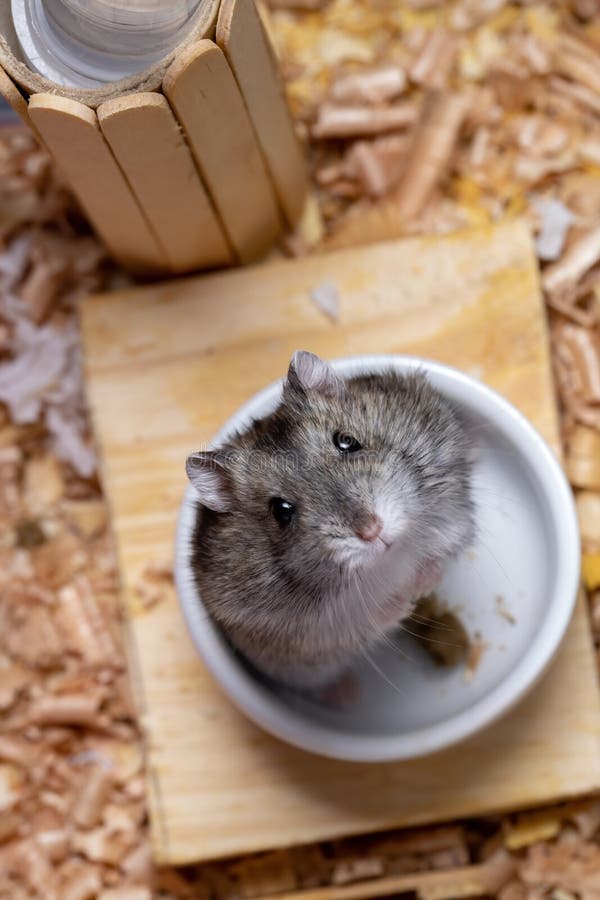 Campbell Dwarf Hamster Babies Stock Photo - Image of hamsters ...