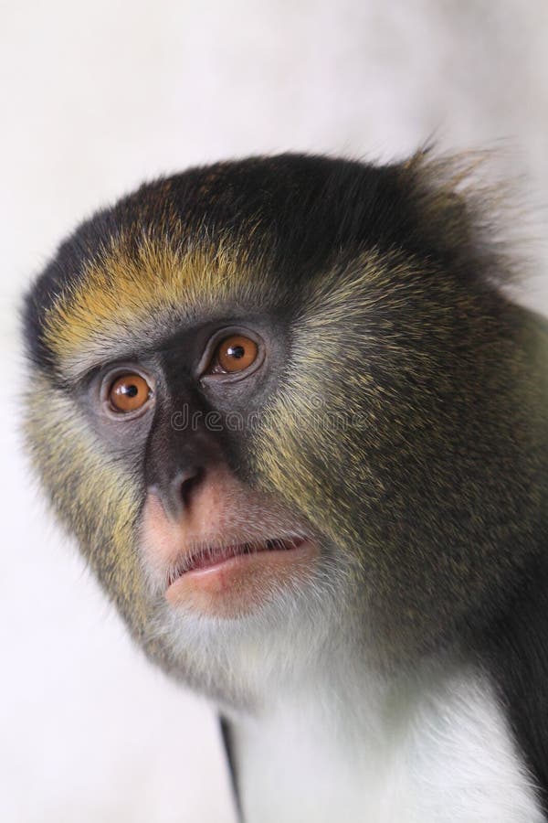 Campbell`s Mona Monkey or Campbell`s Guenon Monkey, Cercopithecus ...