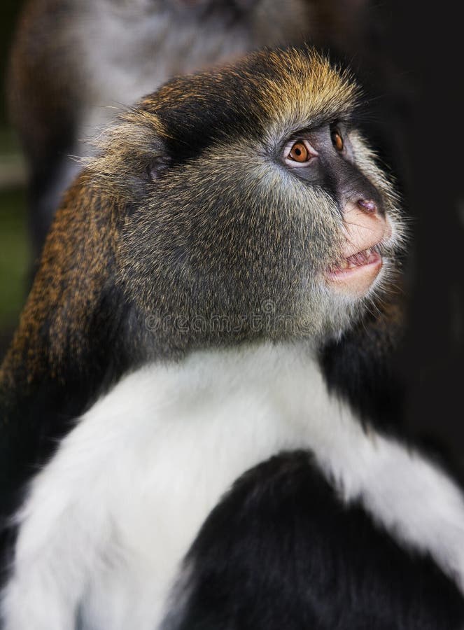 14,011 Monkey Adult Photos - Free & Royalty-Free Stock Photos from ...