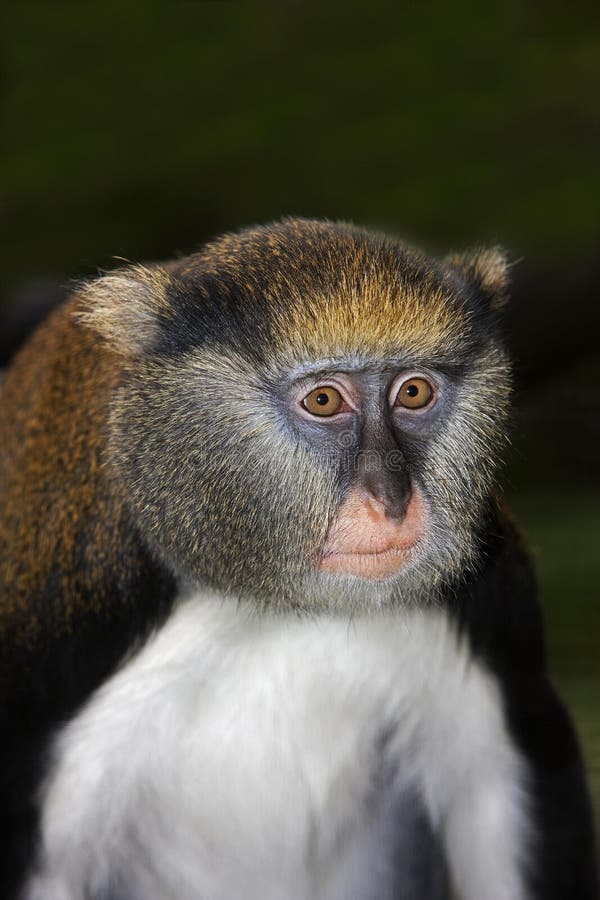 CAMPBELL`S MONKEY Cercopithecus Campbelli, PORTRAIT of ADULT Stock ...