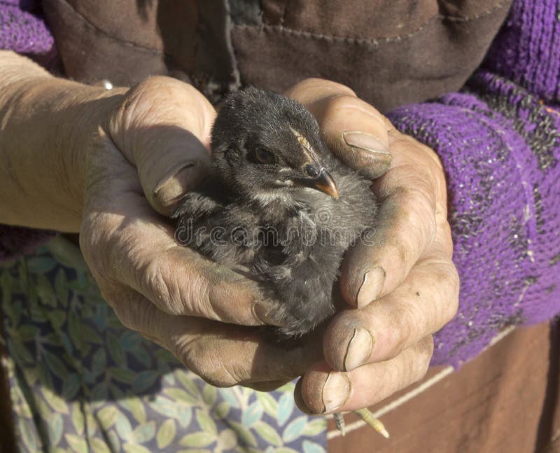 Mujer Campesina Con El Pollo Imagen de archivo - Imagen de fresco ...