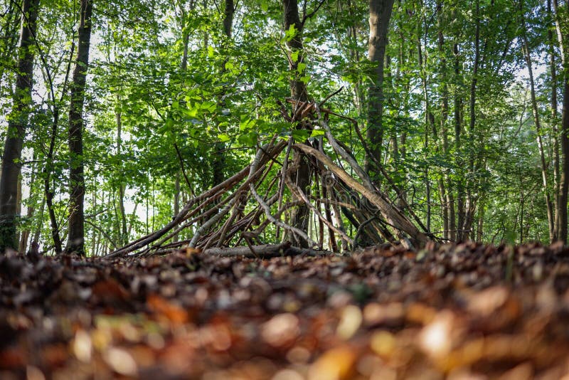 Campfire Built by Long Tree Branches and Logs Surrounded by Lush ...