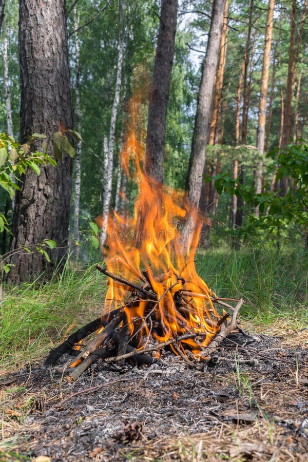 Camp fire in the forest stock photo. Image of warm, forest - 100897500