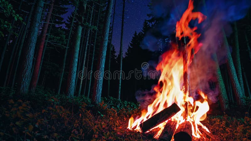 Campfire in Dense Forest at Night Under Starry Sky, Cozy and ...