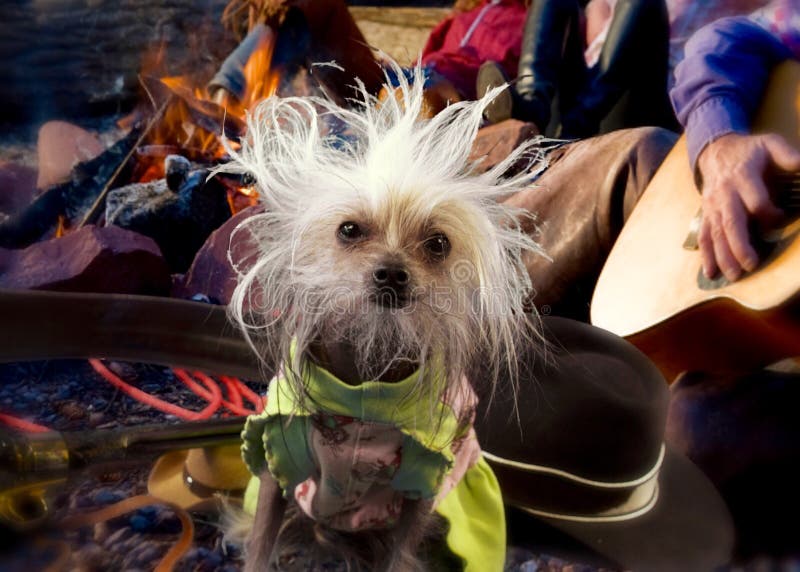 Dog and campfire stock photo. Image of nature, boil, kitchen - 35118428